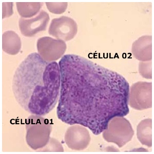 @Nãotemmaisfim@: Promielócitos